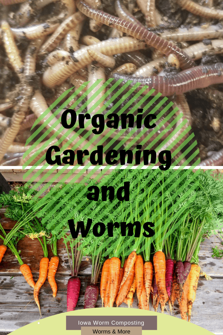 Organic Gardening and Worms - Iowa Worm Composting