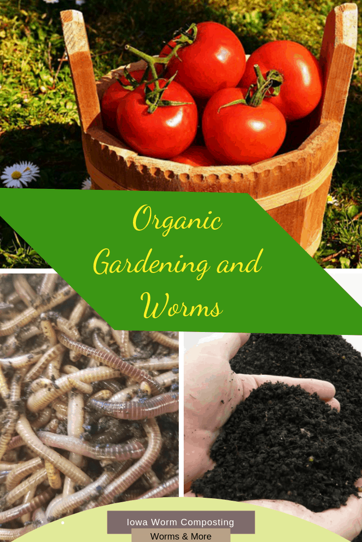 Organic Gardening and Worms - Iowa Worm Composting