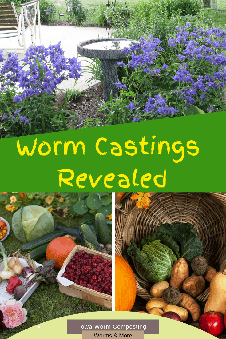 Worm Castings Revealed - Iowa Worm Composting