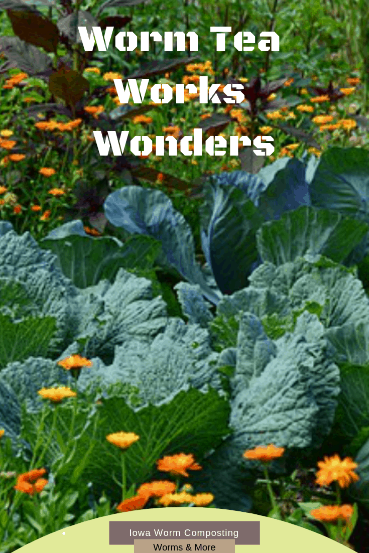 Worm Tea Works Wonders - Iowa Worm Composting