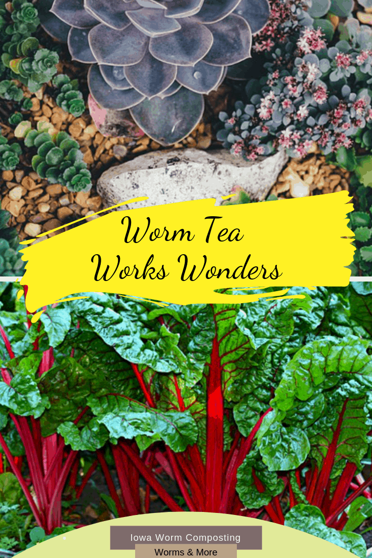 Worm Tea Works Wonders - Iowa Worm Composting