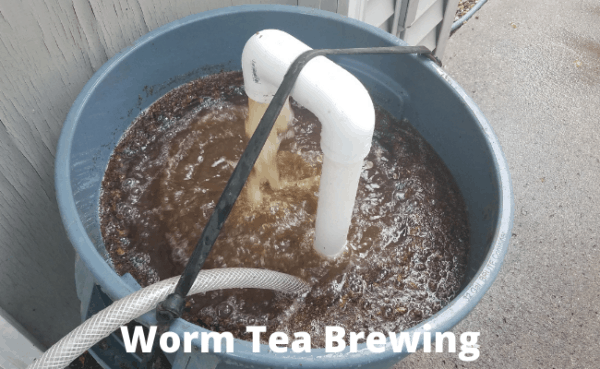 Worm Tea Works Wonders - Iowa Worm Composting